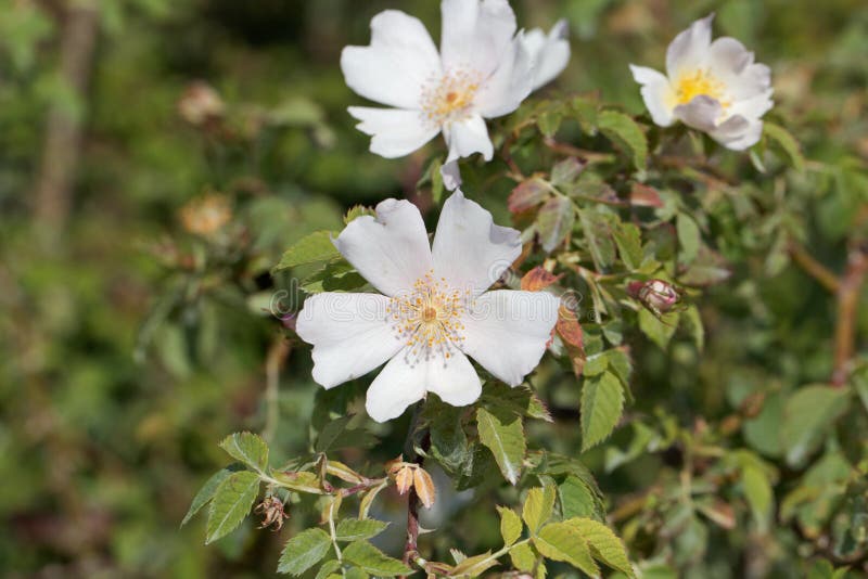 Evergreen Rose Rosa Sempervirens Stock Photo - Image of close, blooming ...