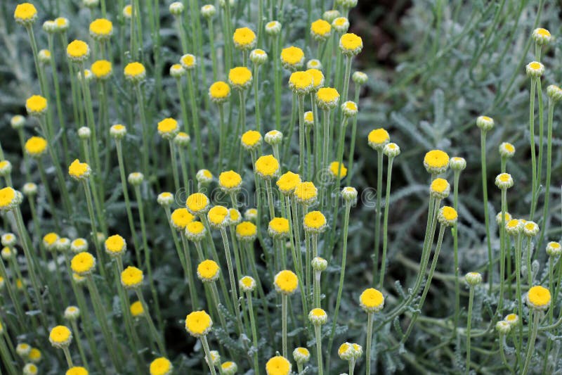 Evergreen Santolina Bush Blooming Garden Stock Photos - Free & Royalty ...