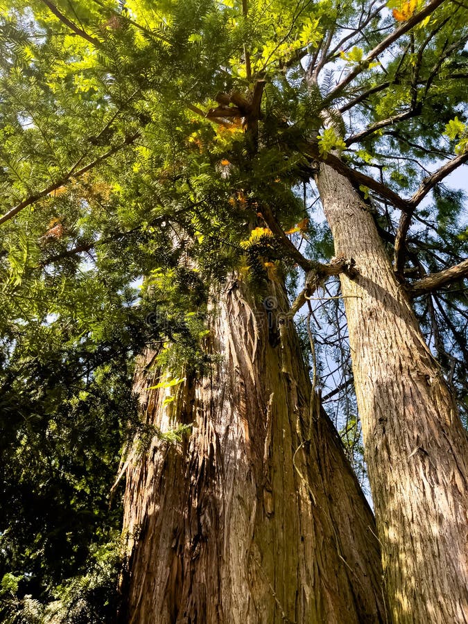 Old Big Evergreen Sequoia Sempervirens Coast Redwood Tree in Arboretum ...