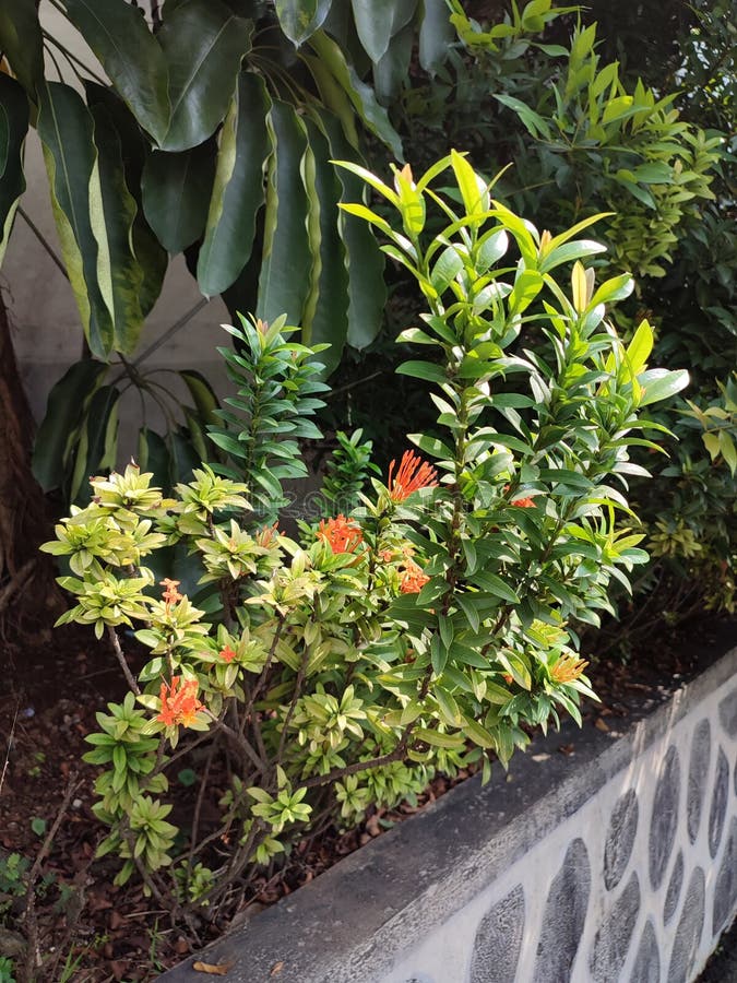 Evergreen Shrub Plant that Can Be Used As a Wreath Material Stock Image ...