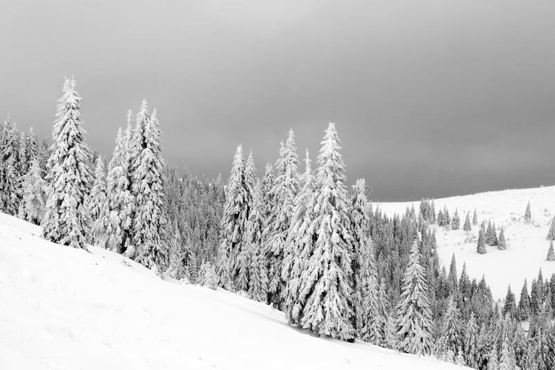 Evergreen snow stock image. Image of natural, force, trees - 1770103
