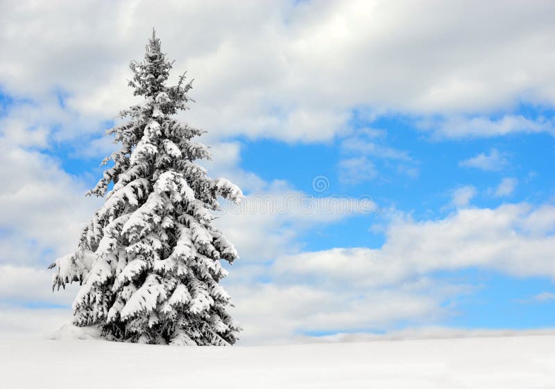 Snow-covered evergreens stock image. Image of blizzard - 3527323