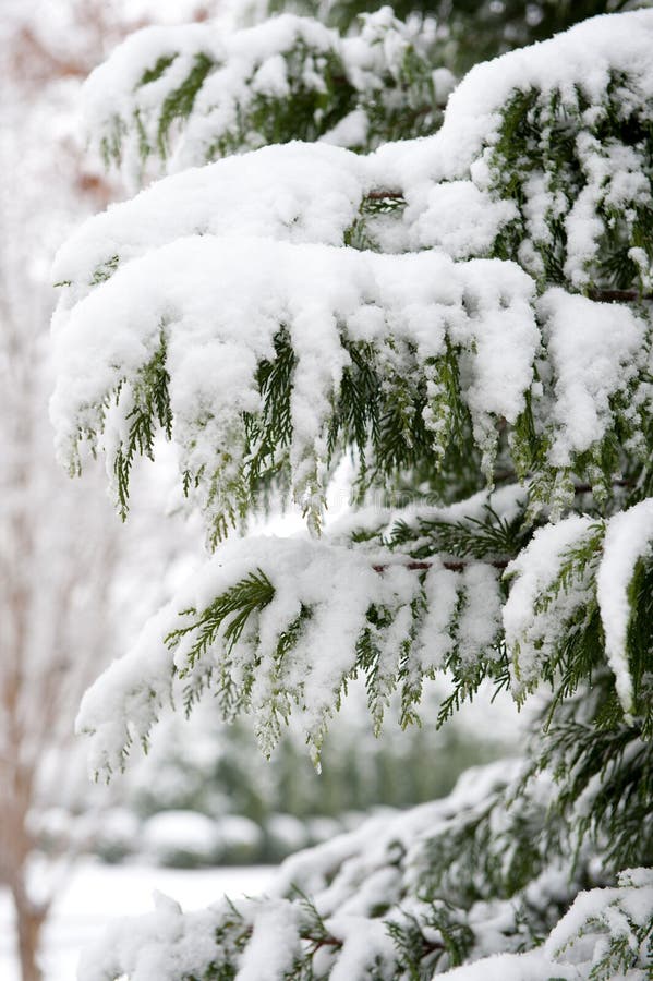 Evergreen Snow stock photo. Image of cold, snow, south - 29630914