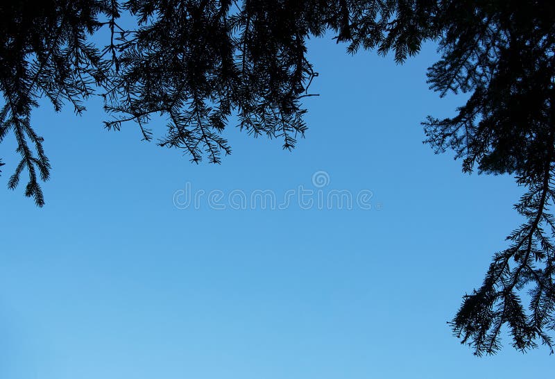 Evergreen Spruce Branches in the Form of a Natural Frame for Text ...