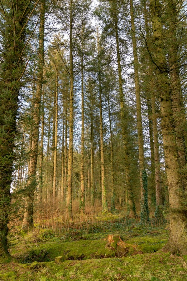 Evergreen Spruce Forest on Fine Sunny Day. Stock Image - Image of ...