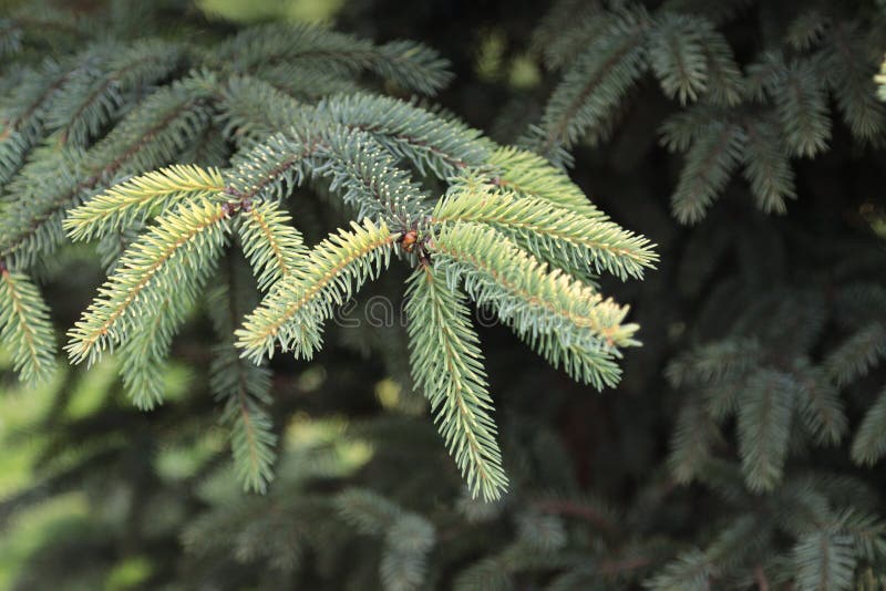 Evergreen Spruce Tree Branch Stock Image - Image of ecology, pine ...