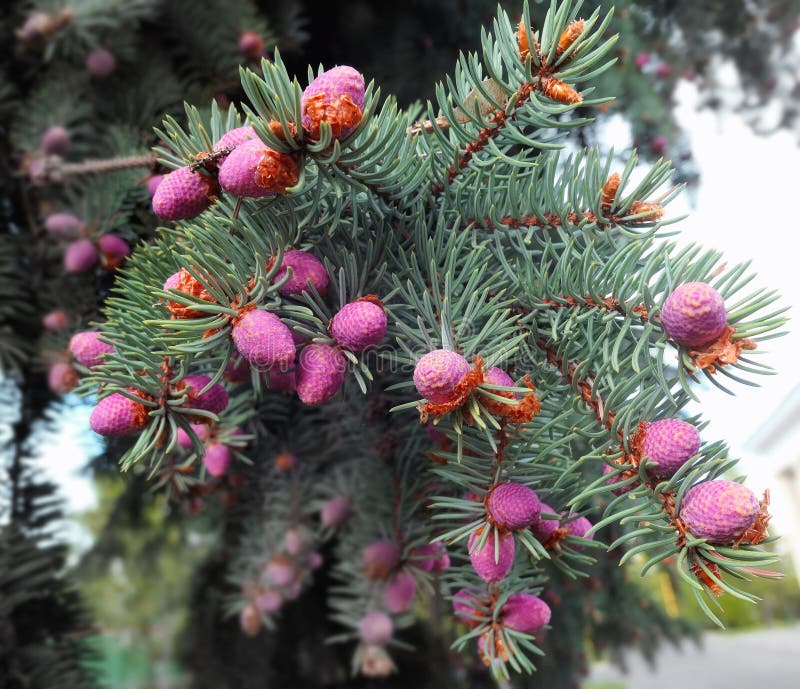 Evergreen Spruce Tree in Moscow in Spring Stock Photo - Image of ...