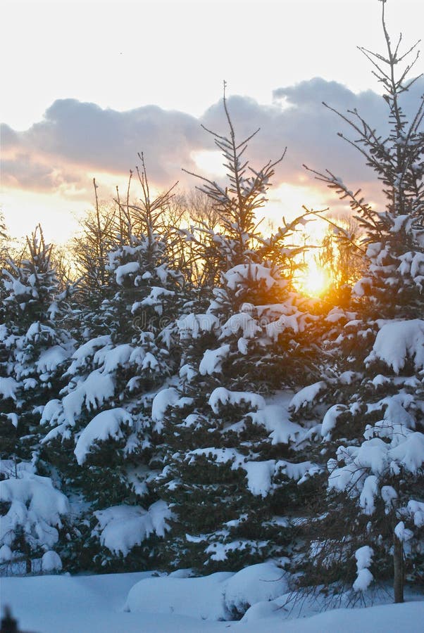 Evergreen Sunset stock photo. Image of trees, plants - 49796922