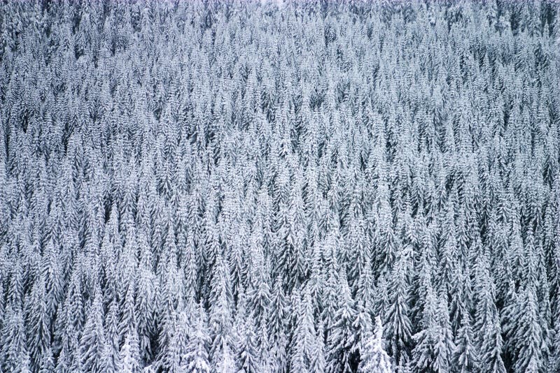 Evergreen Texture Picture. Image: 1770109