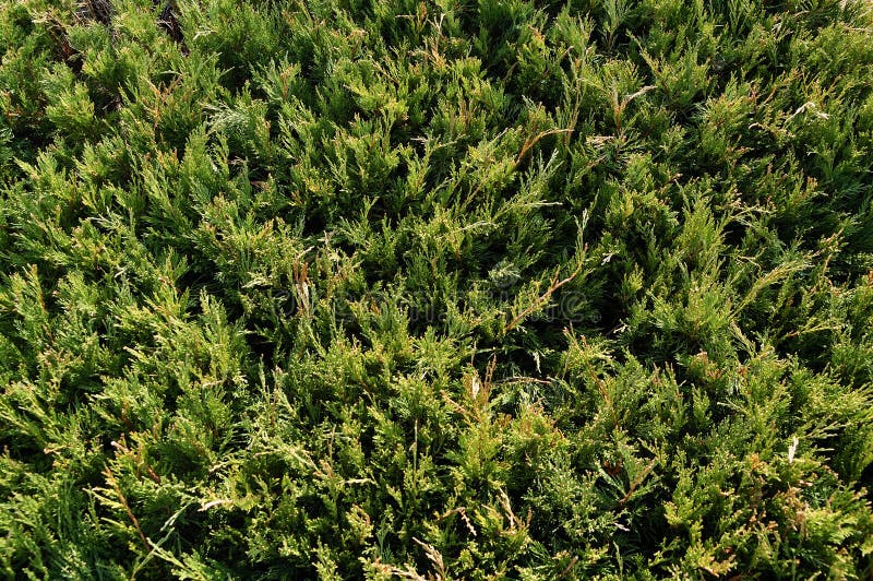 Evergreen texture stock image. Image of forests, needle - 18123085