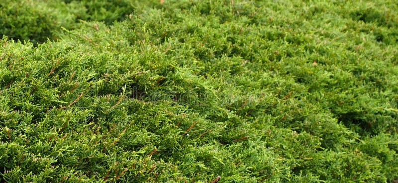 Evergreen Texture stock image. Image of brown, holiday - 26913281