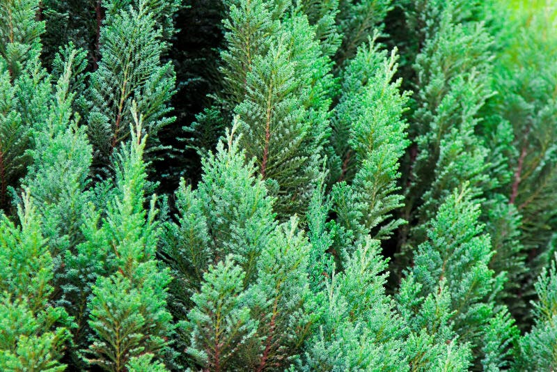 Evergreen tree stock image. Image of evergreen, natural - 3647369