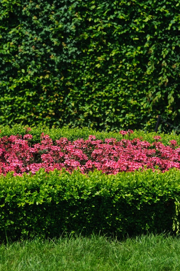 Evergreen Topiary and Flower Bed Stock Image - Image of bushes, park ...