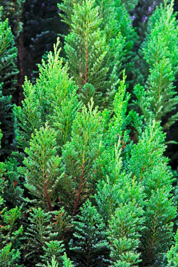 Evergreen tree stock photo. Image of plants, wood, flora - 10833386
