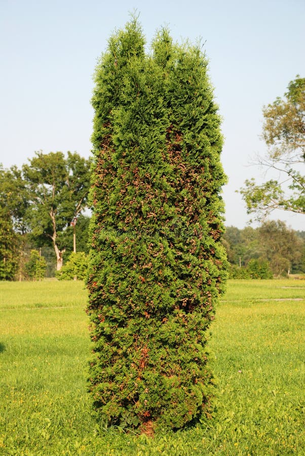 Evergreen Tree stock photo. Image of american, thuja - 15931088