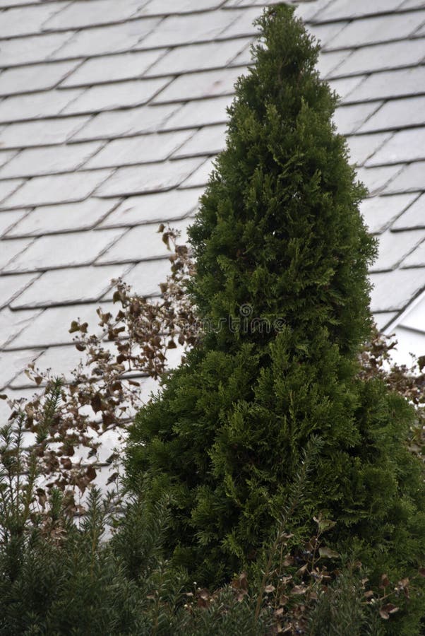 Evergreen Tree stock image. Image of tile, leaves, outside - 27141489