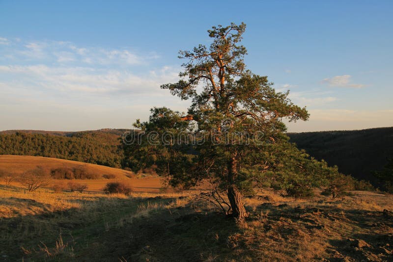 Evergreen Tree in Autumn Landscape. Stock Photo - Image of evergreen ...