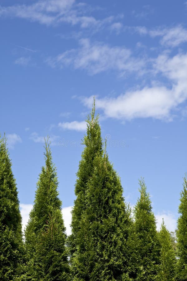 Evergreen tree background stock photo. Image of branch - 16406998