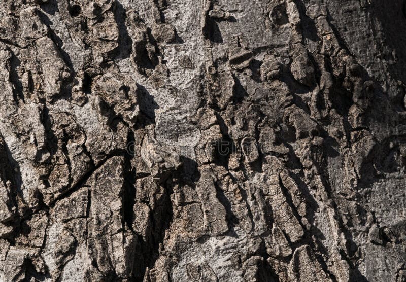 Evergreen Tree Bark Macro Photo Stock Photo - Image of macro, desert ...