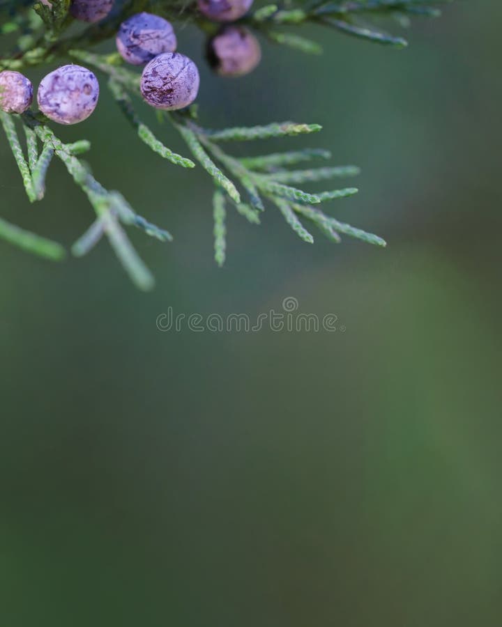 Cedar tree border stock image. Image of cedar, tree, border - 4660819