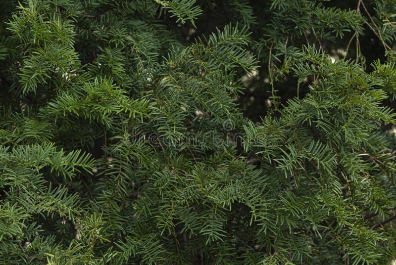 Evergreen Tree Branch Backround. Nature Greenery Texture Stock Image ...
