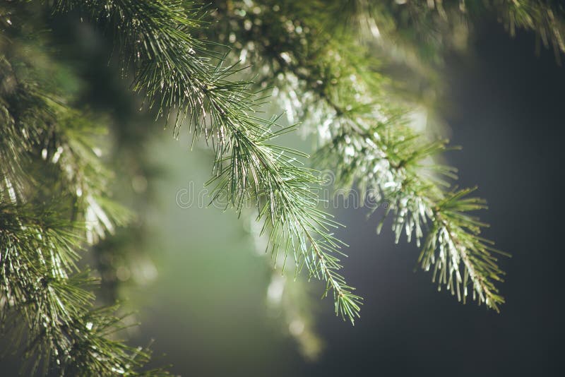 Evergreen tree branch stock image. Image of park, wood - 66844401