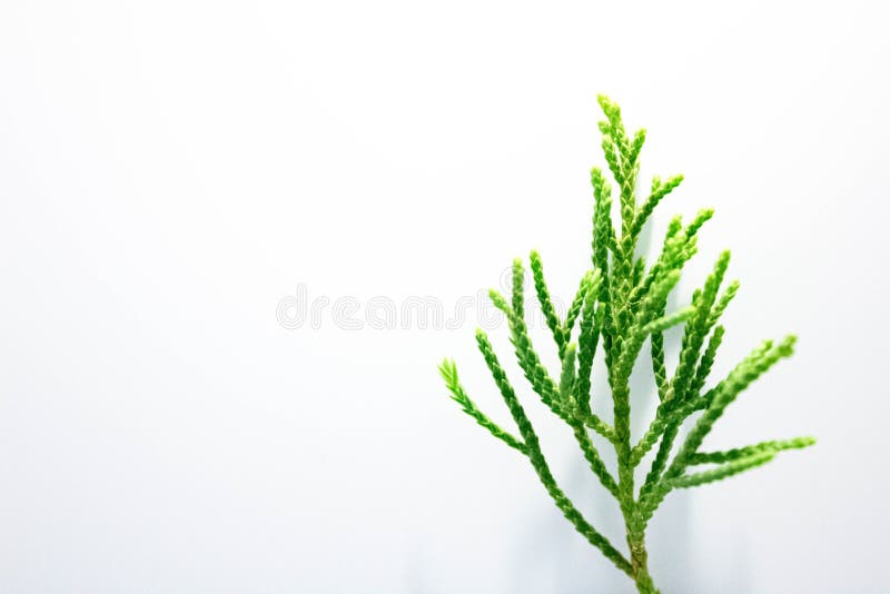 Evergreen Tree Branch Frame Isolated on White Background Stock ...