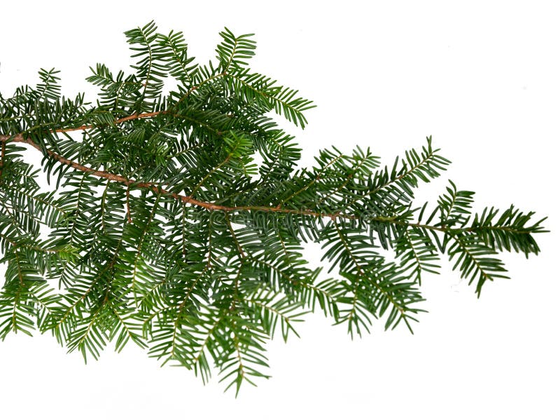 Evergreen Tree Branch Isolated on White Background Stock Image - Image ...