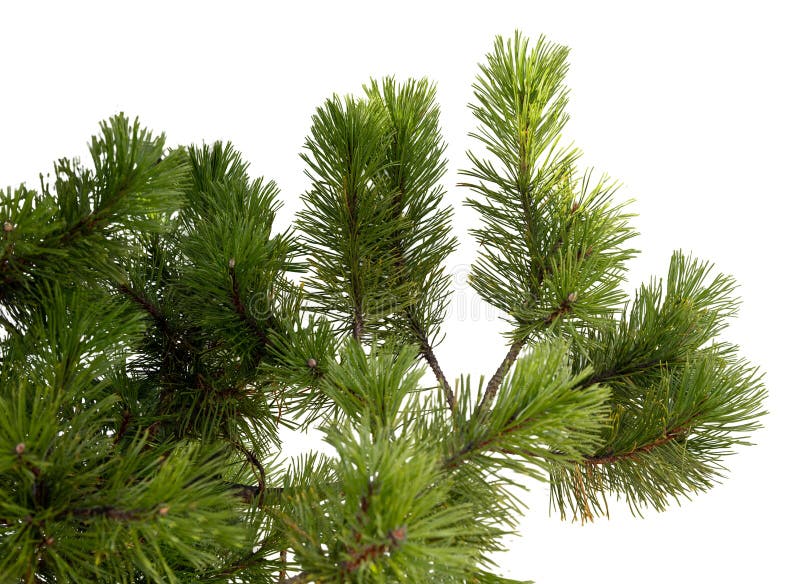 Evergreen Tree Branch Isolated on White Background Stock Image - Image ...