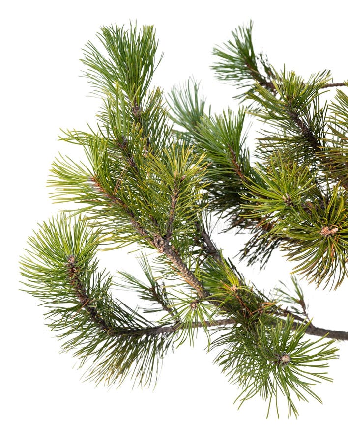 Evergreen Tree Branch Isolated on White Background Stock Image - Image ...