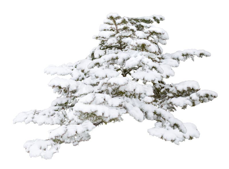 Evergreen Tree Branch Isolated on White Background Stock Photo - Image ...