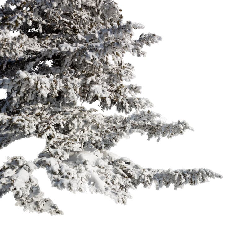 Evergreen Tree Branch Isolated on White Background Stock Photo - Image ...