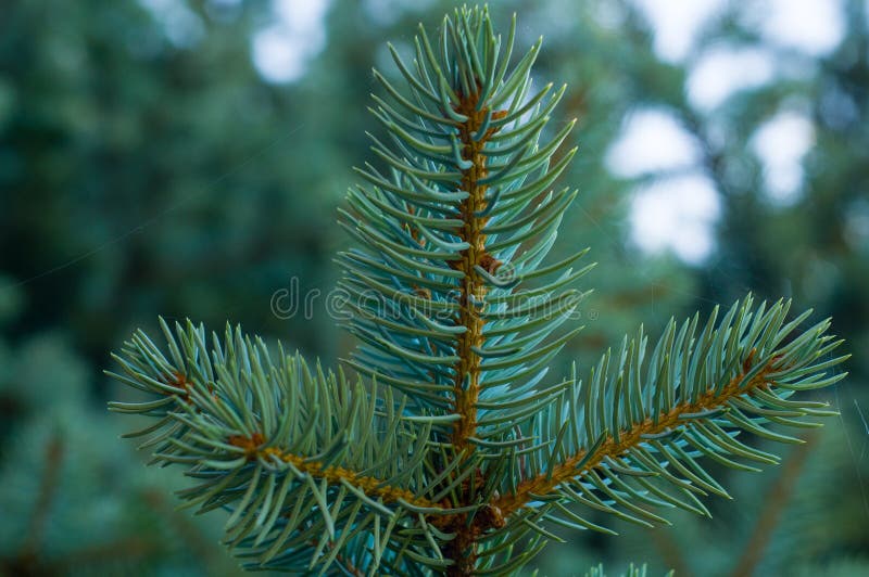 Evergreen Tree. Branch of Pine Stock Image - Image of tree, needle ...