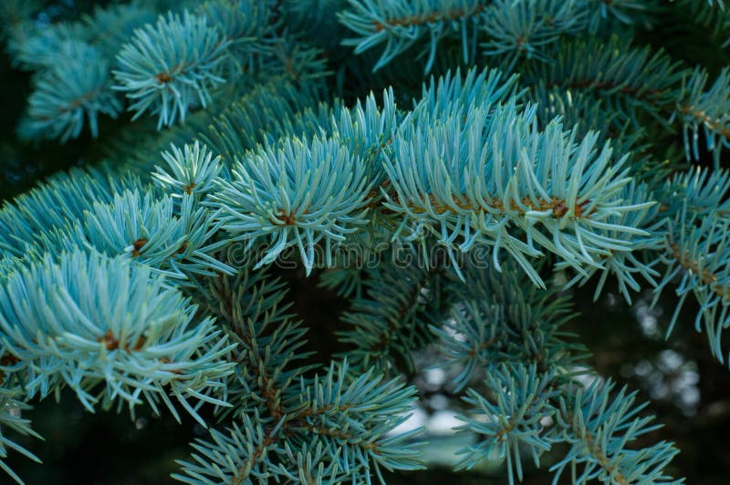 Evergreen Tree. Branch of Pine Stock Photo - Image of forest, spruce ...