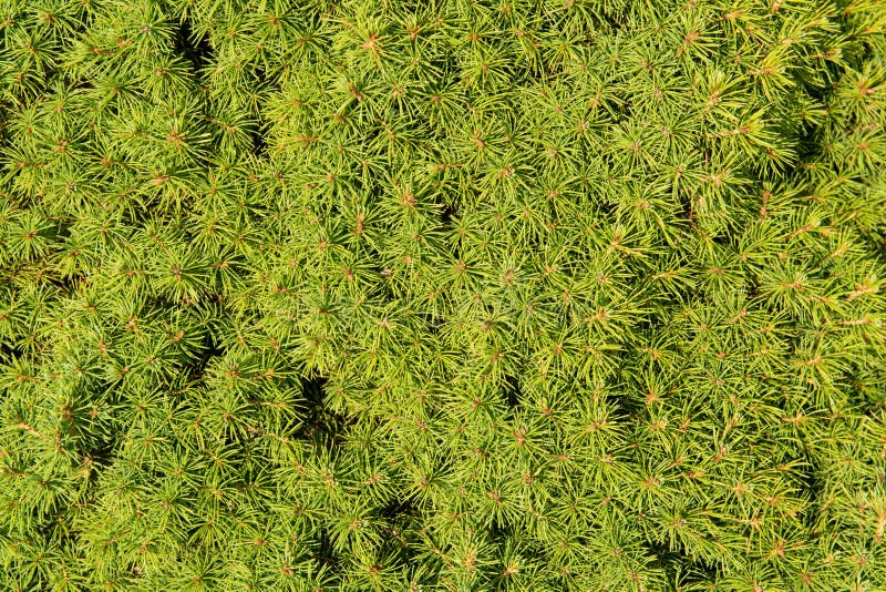 Evergreen Tree Branches Background Stock Photo - Image of landscape ...
