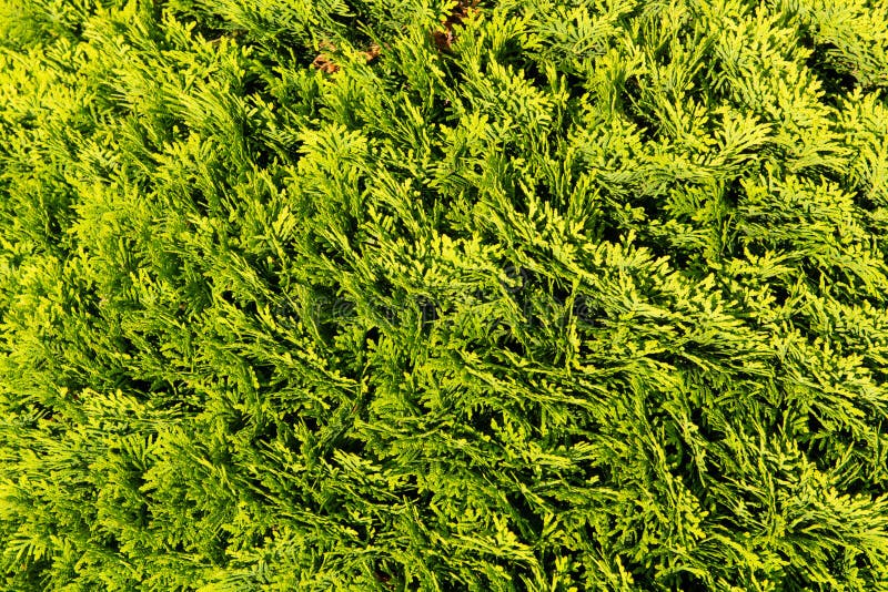 Evergreen Tree Branches Background Stock Image - Image of landscape ...