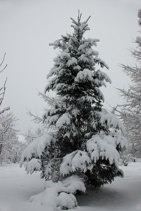 Tree Brunches Covered with Thick Layer of Snow in Winter Stock Image ...