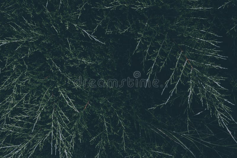 Evergreen Tree Bush Branches Stock Photo - Image of needles, branches ...