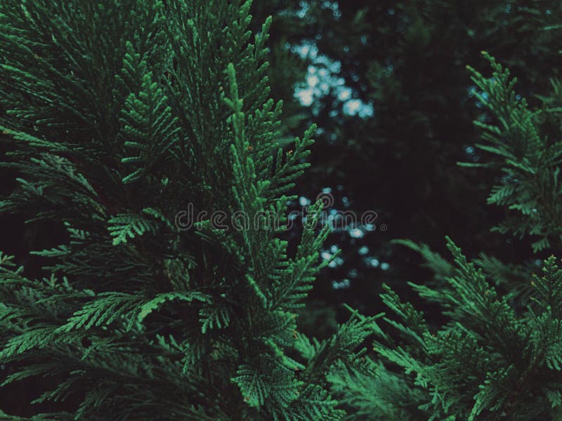 TyQuarius Pittman (Coolbrojoee) - Photographer profile