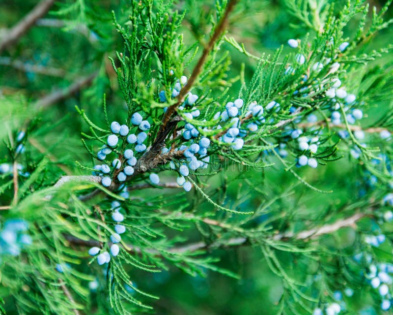 Evergreen Tree stock photo. Image of outdoor, evergreen - 78522732