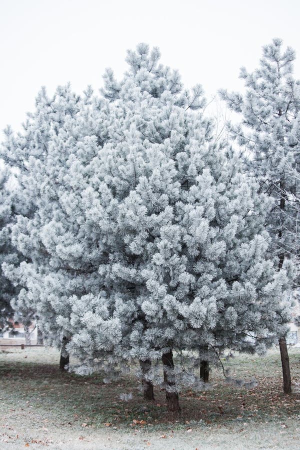 Evergreen Tree Covered with Frost Stock Photo - Image of cold, season ...