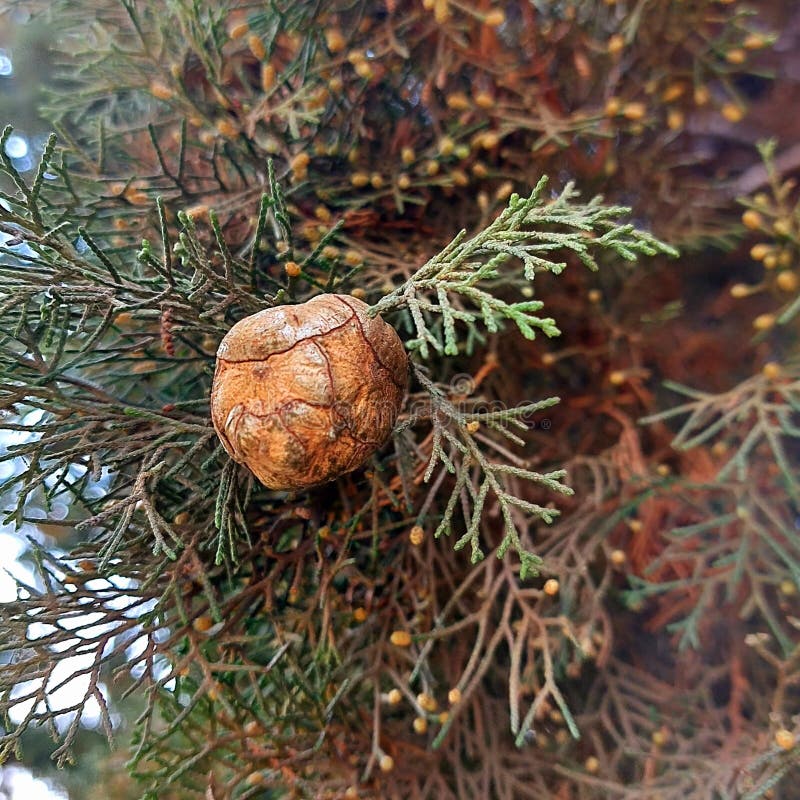 Evergreen Tree of Cupressus Sempervirens, Coniferous Plant Stock Photo ...