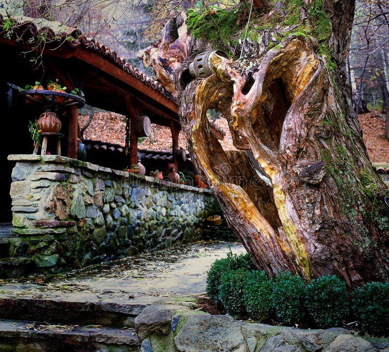 An Evergreen Tree Eaten by the Years . Stock Photo - Image of ...