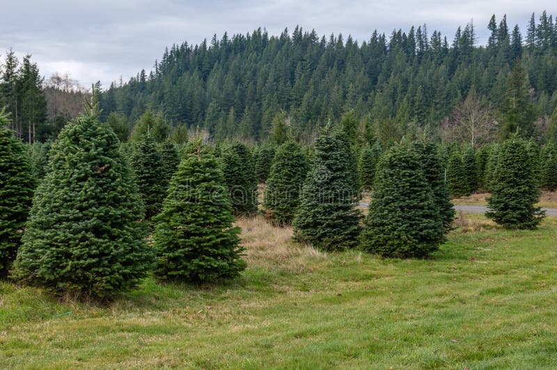 Evergreen Tree Farm Growing Fir Trees Stock Image - Image of plant ...