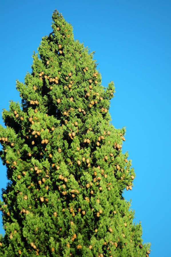 Evergreen Tree, Filled with Pine Cones Stock Image - Image of cones ...