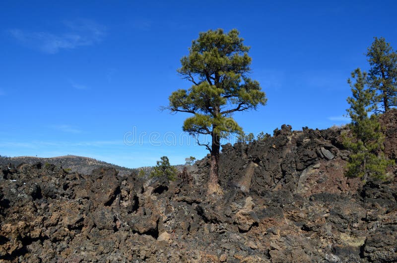 Evergreen Tree Growing from a Lava Field Stock Image - Image of igneous ...