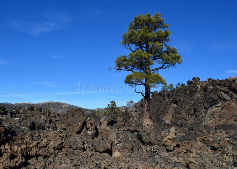 Evergreen Tree Growing Out of a Barren Lava Field Stock Photo - Image ...