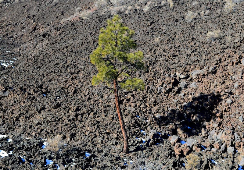 Evergreen Tree Growing Out of a Lava Field Stock Photo - Image of ...