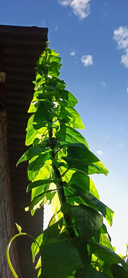 Evergreen Tree Growing on a Tree Trunk Stock Image - Image of twig ...