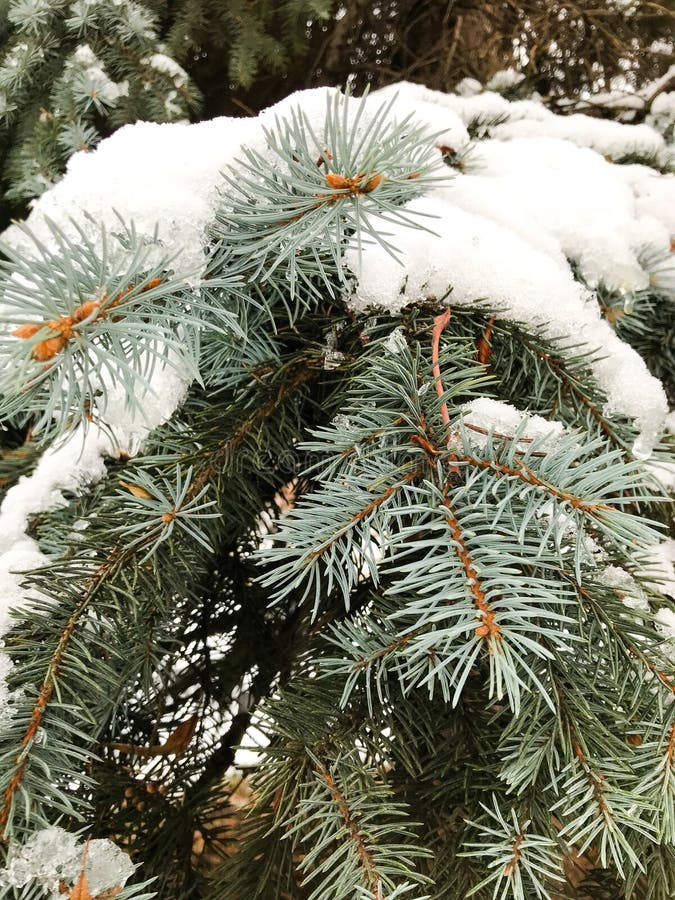 Evergreen Tree with Ice and Snow on Its Branches. Stock Photo - Image ...